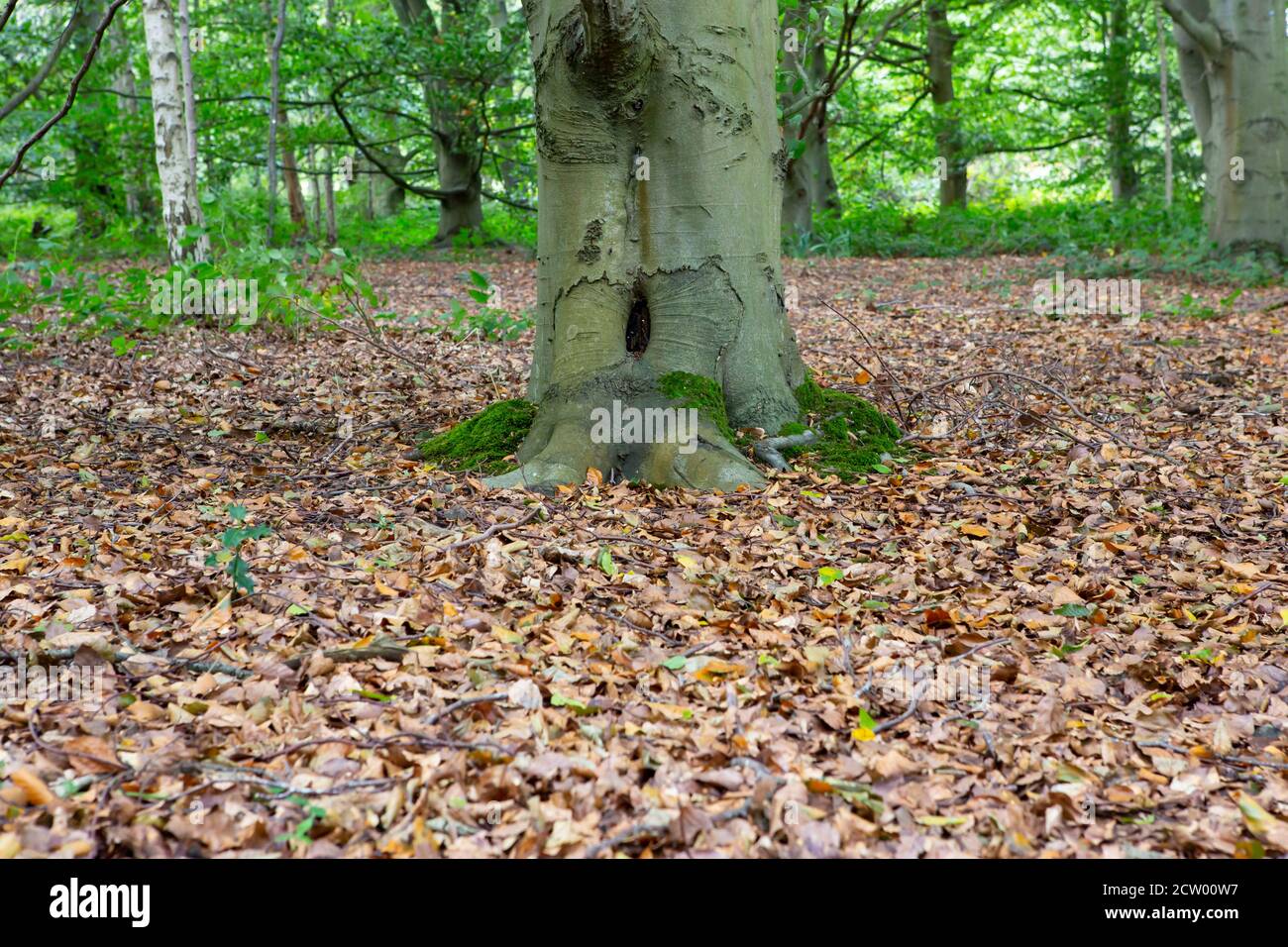 Autumn leaves surrounding base of tree Stock Photo - Alamy