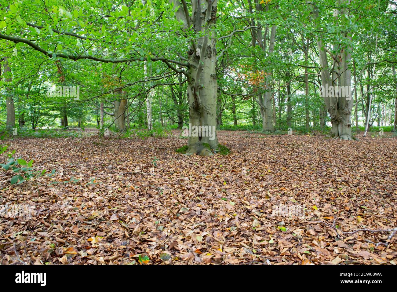 Autumn leaves surrounding base of tree Stock Photo - Alamy