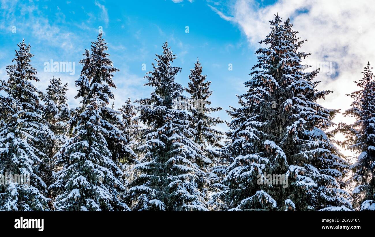 Winter pine forest nature background Stock Photo - Alamy