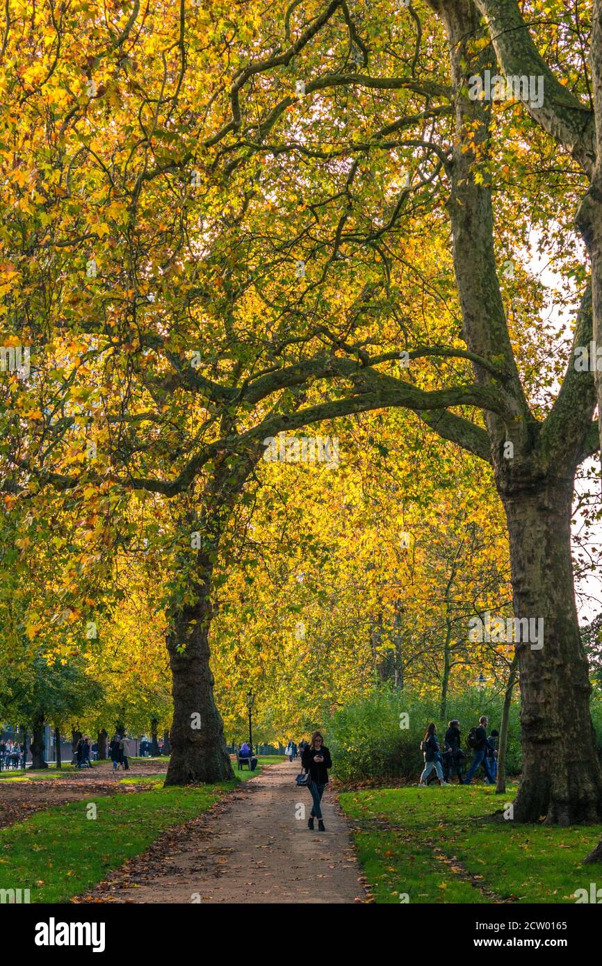 Autumn scene in the park with people walking under large trees with ...