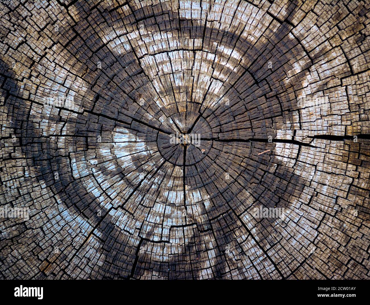 detail of a view of the rings of an old cut tree Stock Photo - Alamy