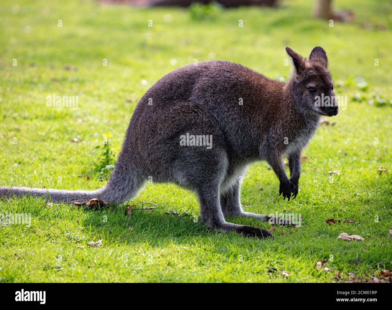 Wallabies in a wildlife park in Wales Stock Photo - Alamy
