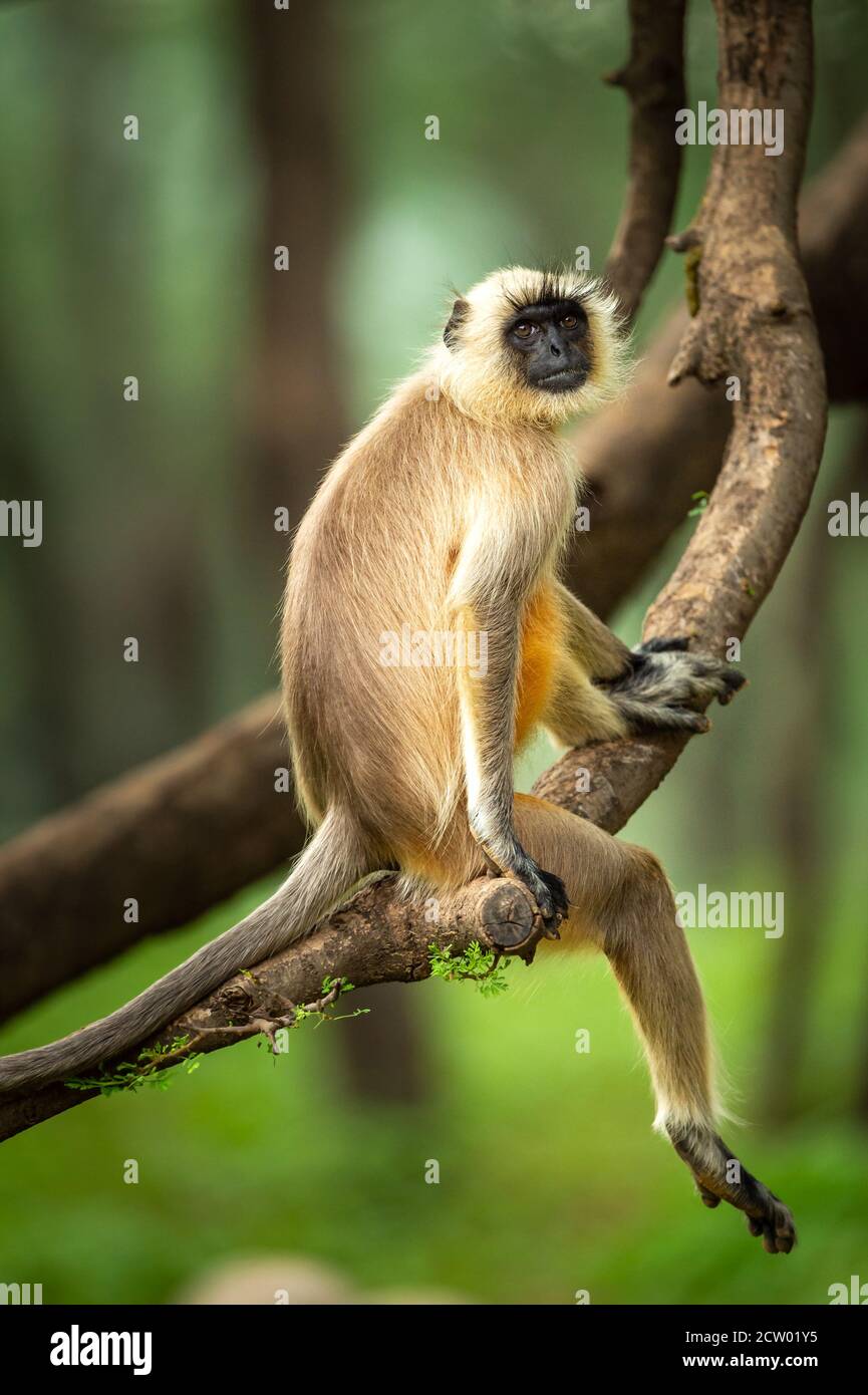 Gray or Hanuman langurs or indian langur or monkey in natural green ...