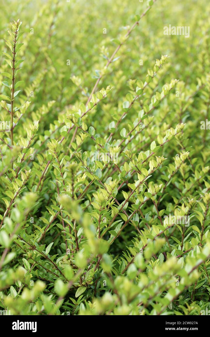 Closeup vertical shot of green shrub twigs for background Stock Photo ...