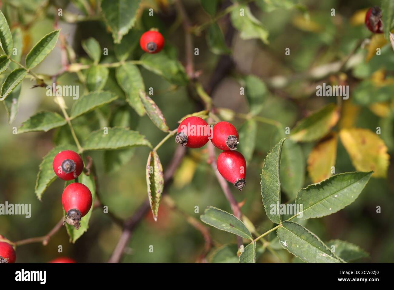 Rose hips growing tree branch hi-res stock photography and images - Alamy