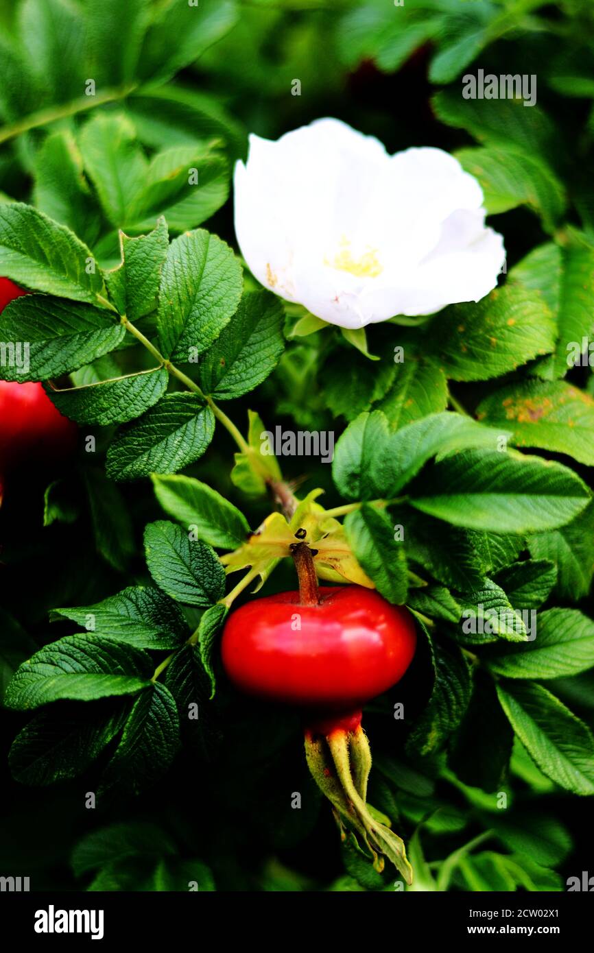 Canker Flower High Resolution Stock Photography and Images - Alamy