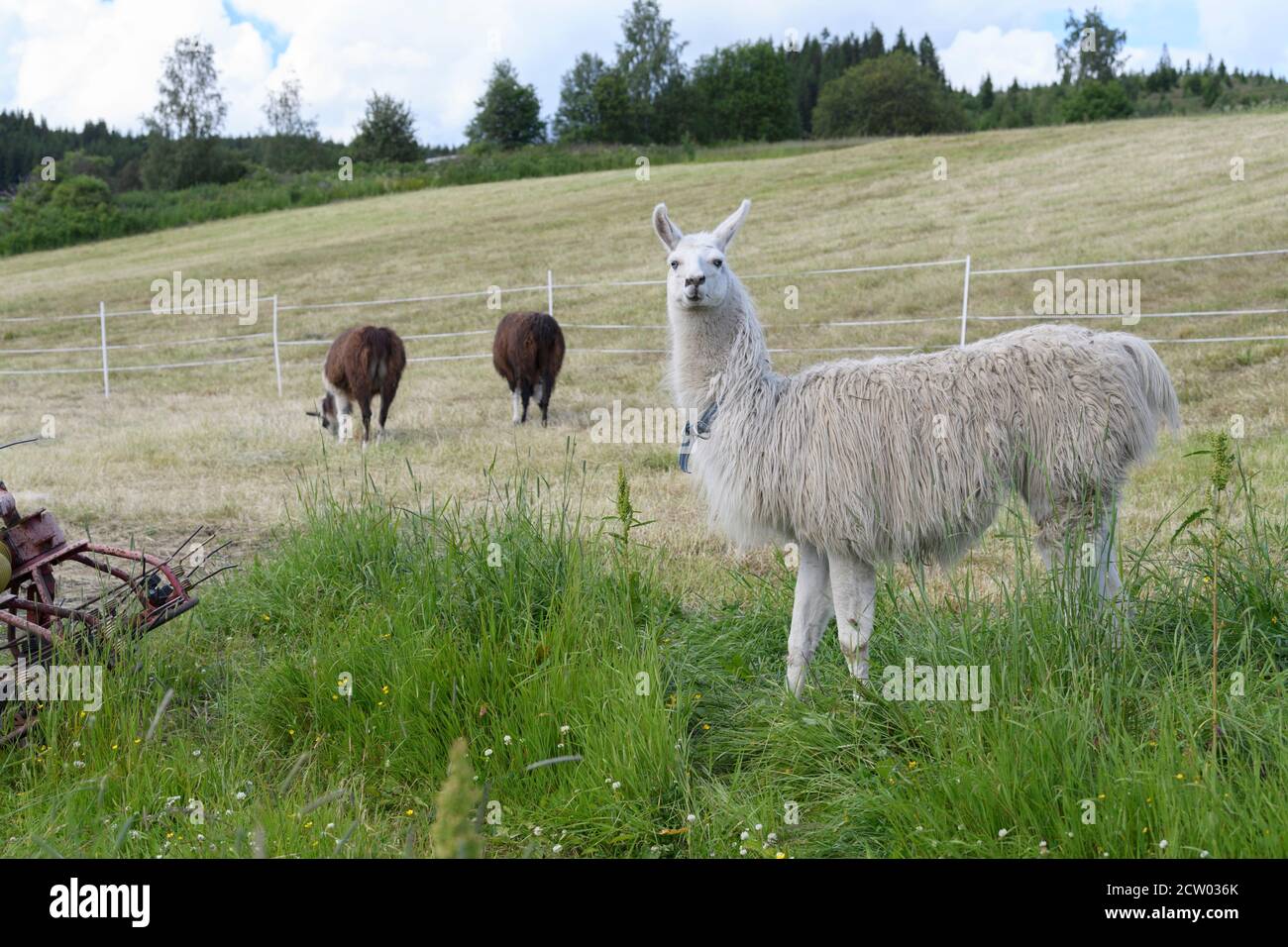 Lama at farm in Norway Stock Photo - Alamy