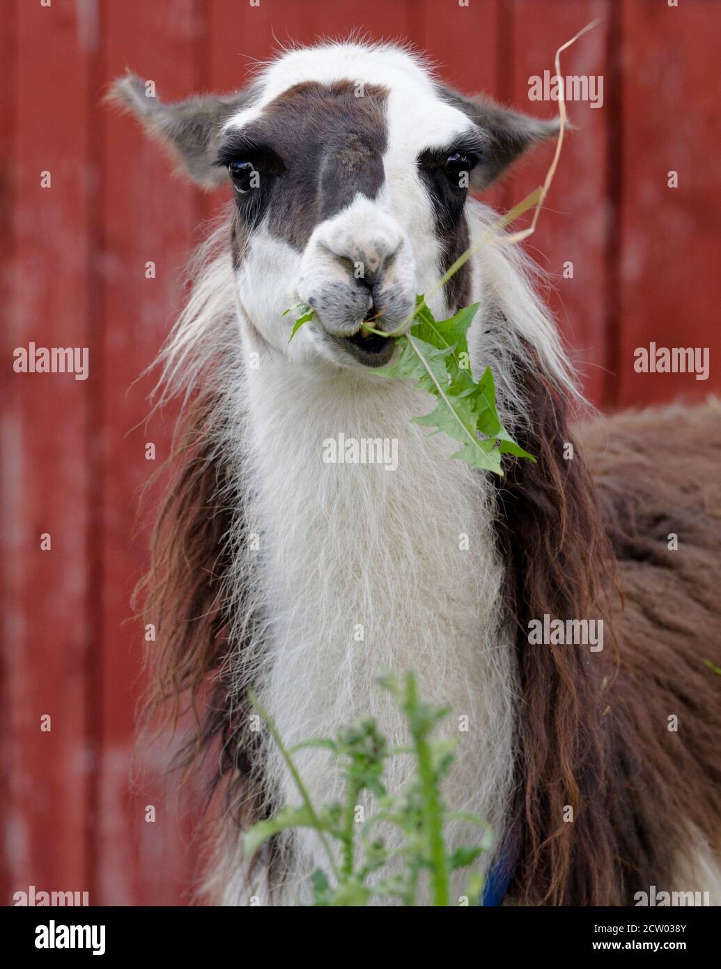 Lama Eating Leaves at farm in Norway Stock Photo - Alamy
