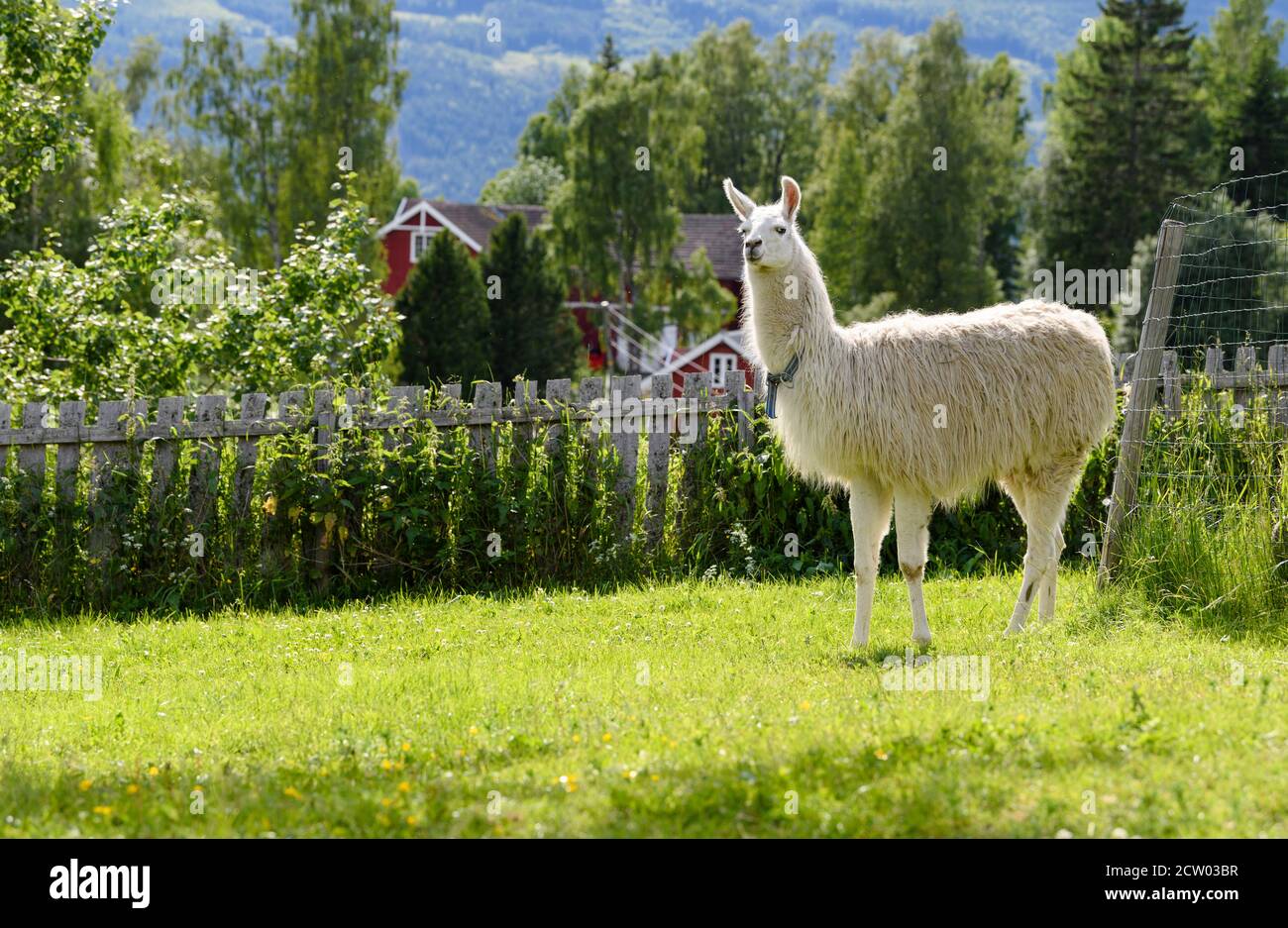Lama at farm in Norway Stock Photo - Alamy