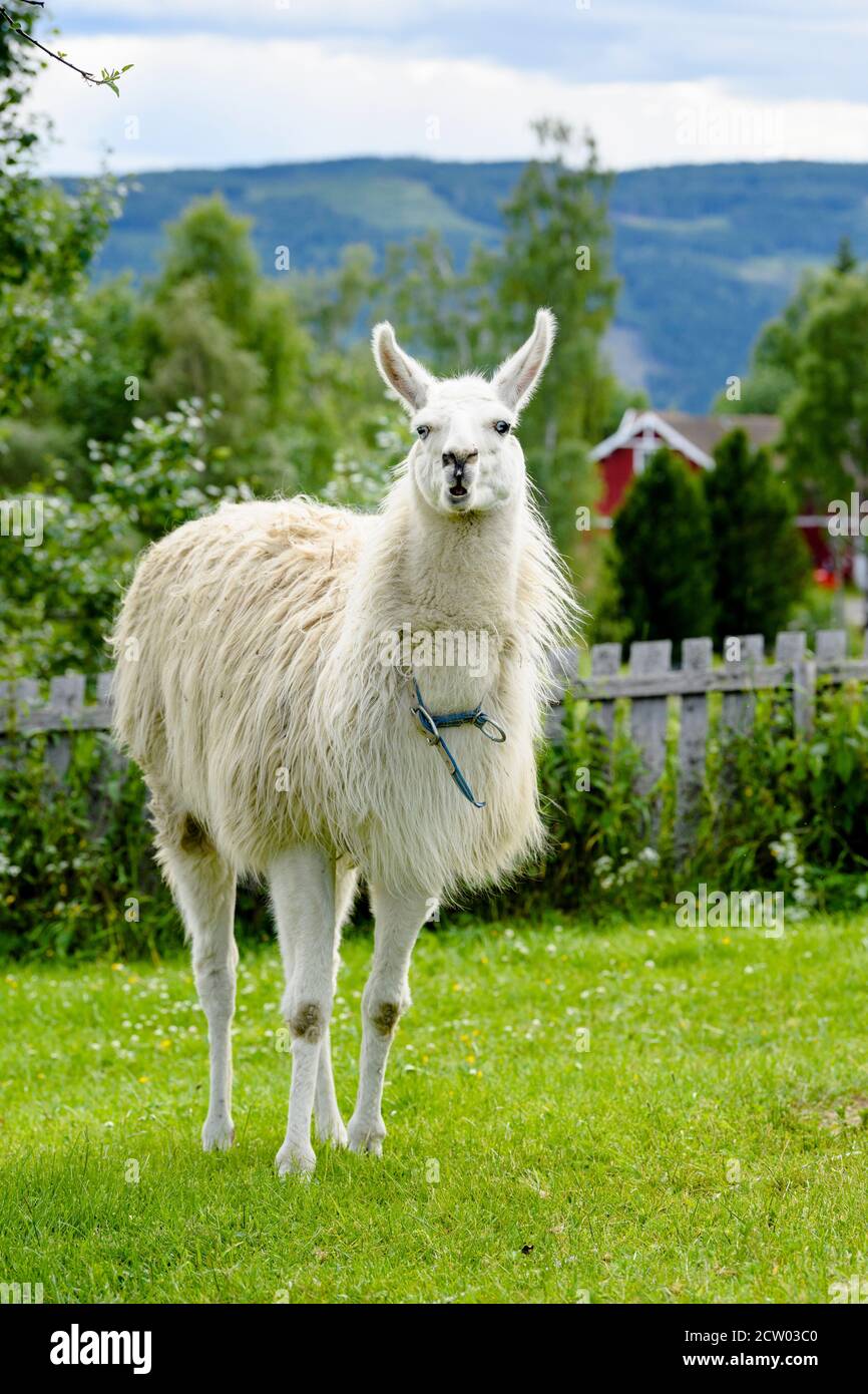 Lama at farm in Norway Stock Photo - Alamy