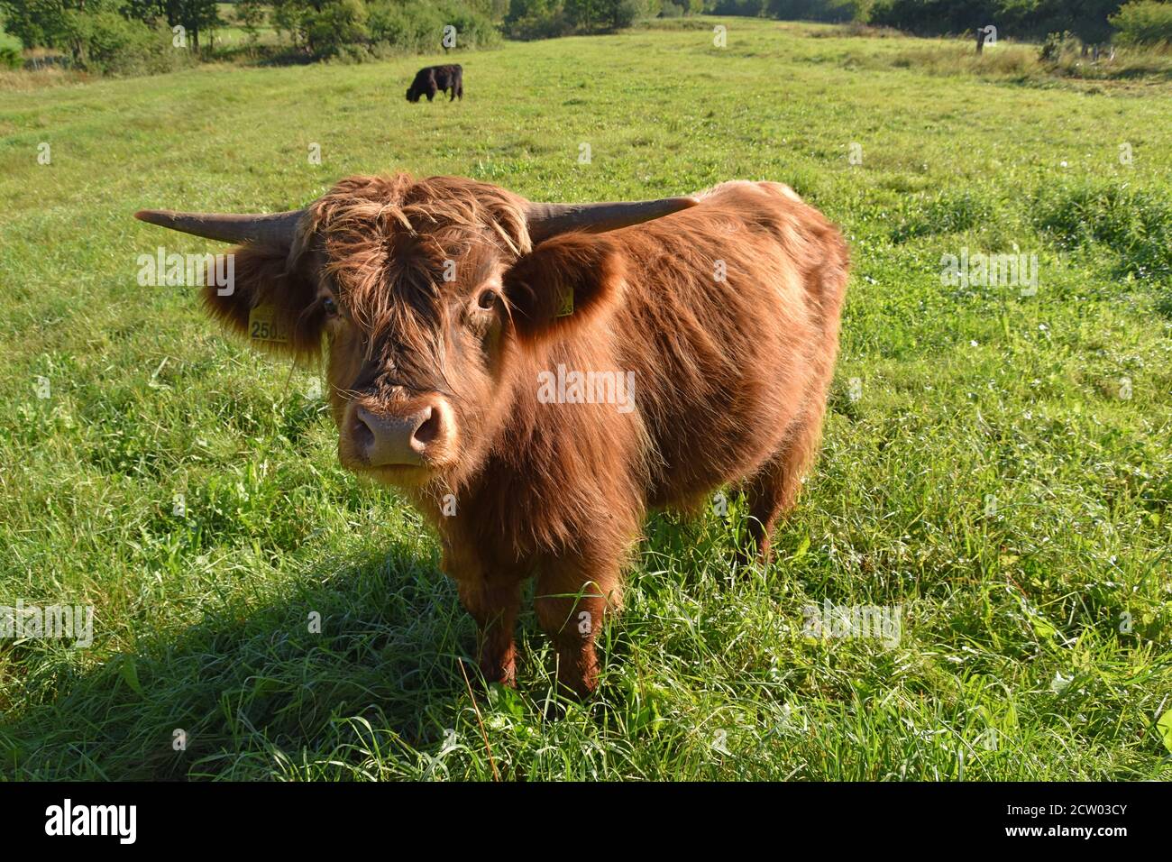Highland cows grazing on a green meadow in rural Poland, showcasing the ...