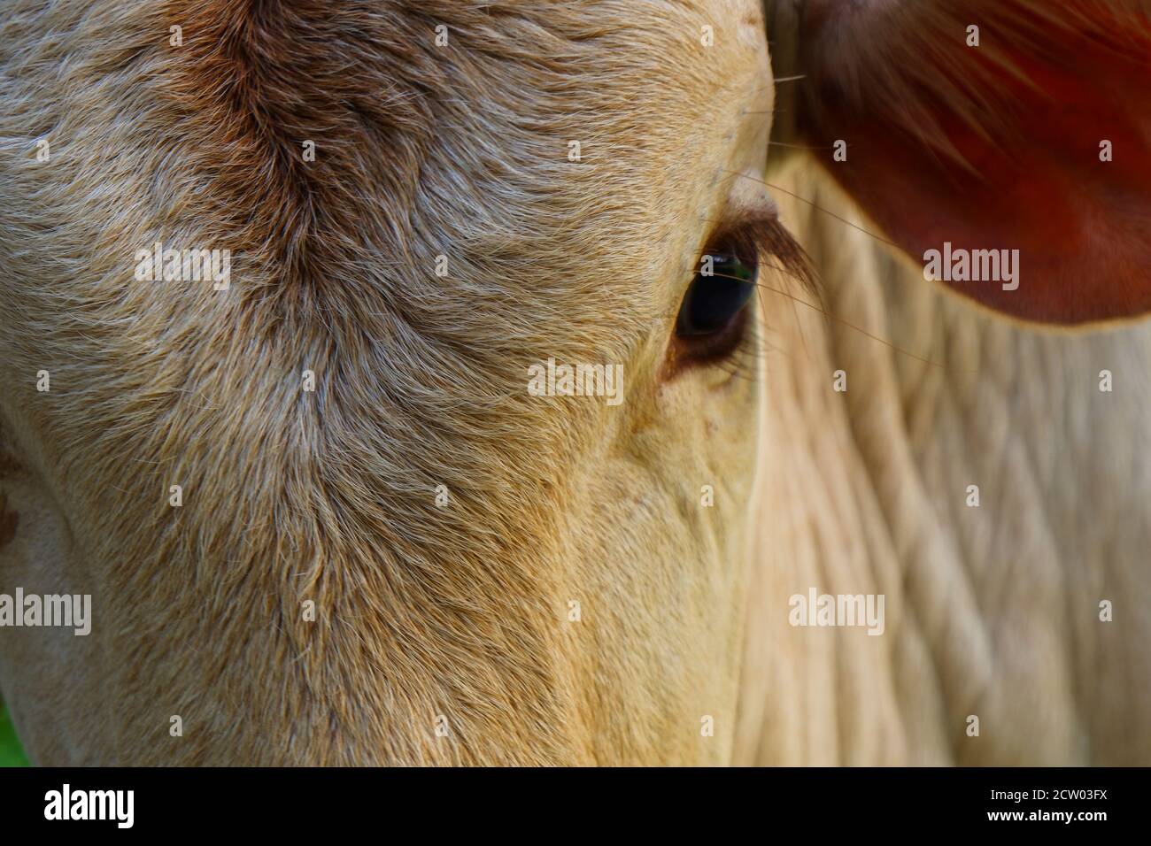 Calf texture hi-res stock photography and images - Alamy