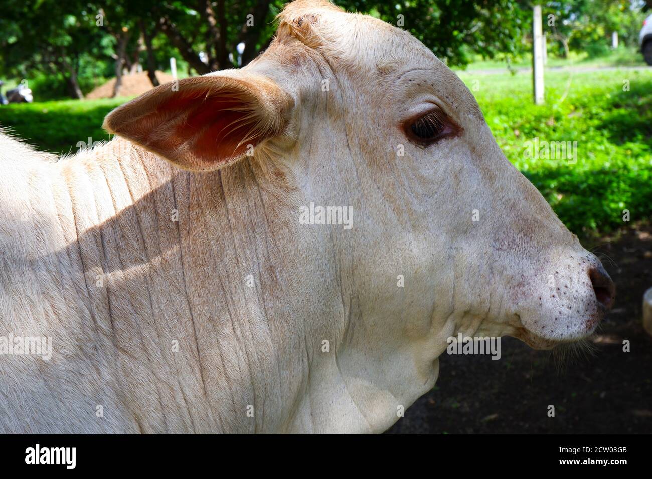 a close side view of Indian young white calf Stock Photo - Alamy