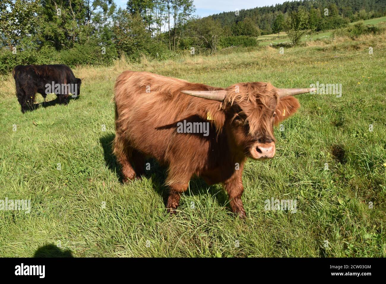 Highland cows grazing on a green meadow in rural Poland, showcasing the ...