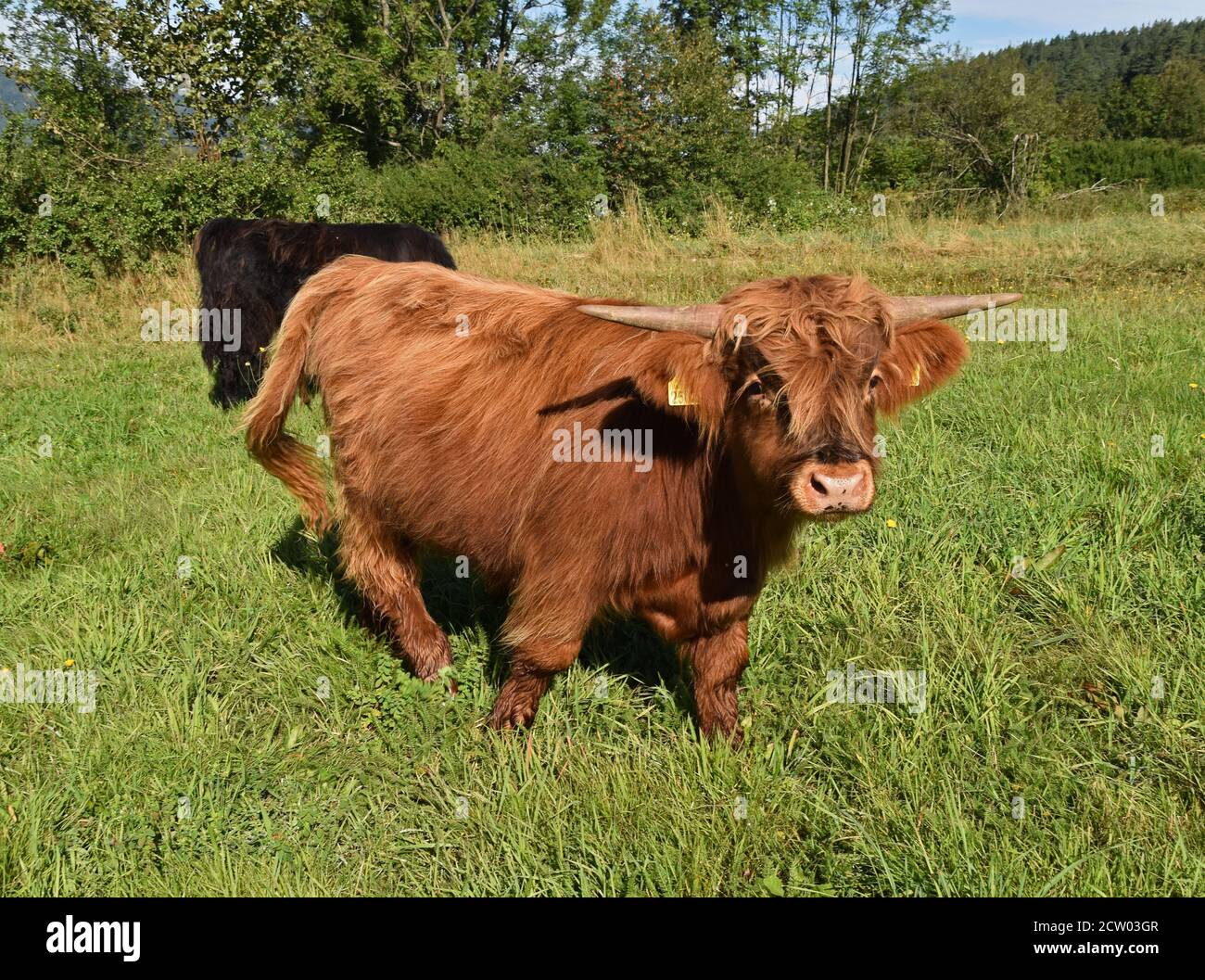 Highland cows grazing on a green meadow in rural Poland, showcasing the ...