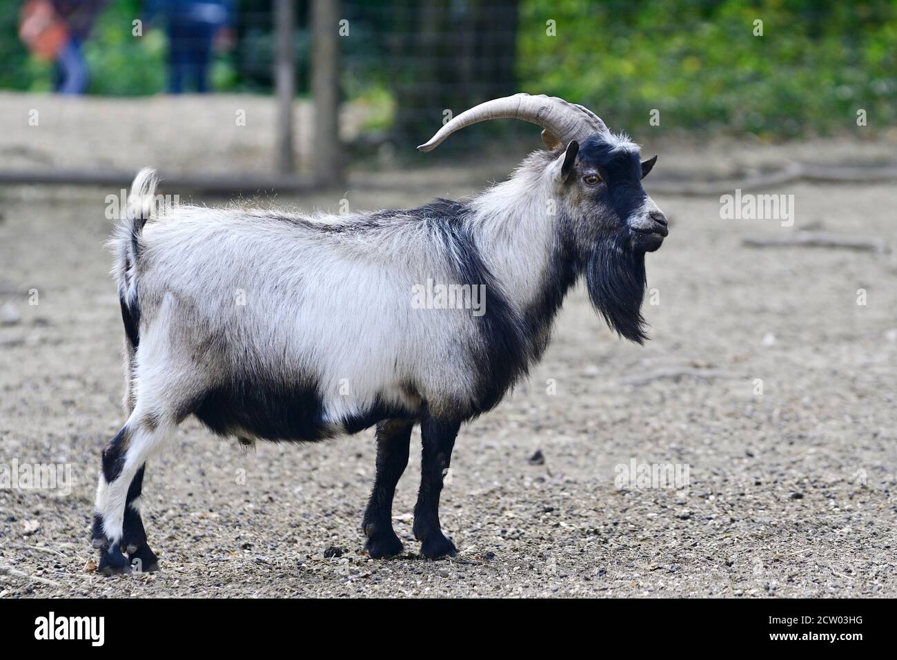 Ernstbrunn, Lower Austria, Austria. Domestic goat (Capra aegagrus ...