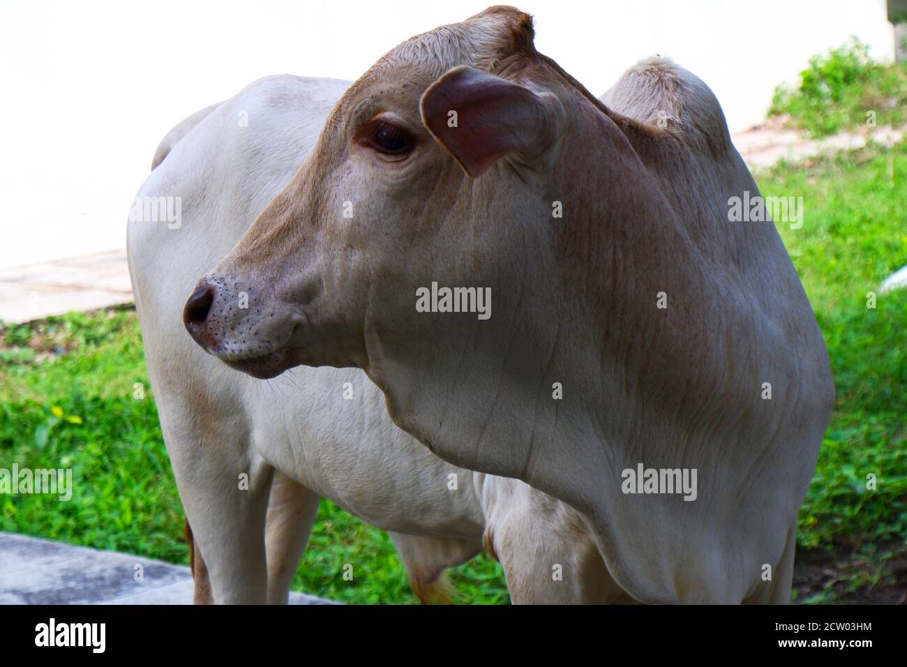 a close shot of Indian white young calf looking back Stock Photo - Alamy