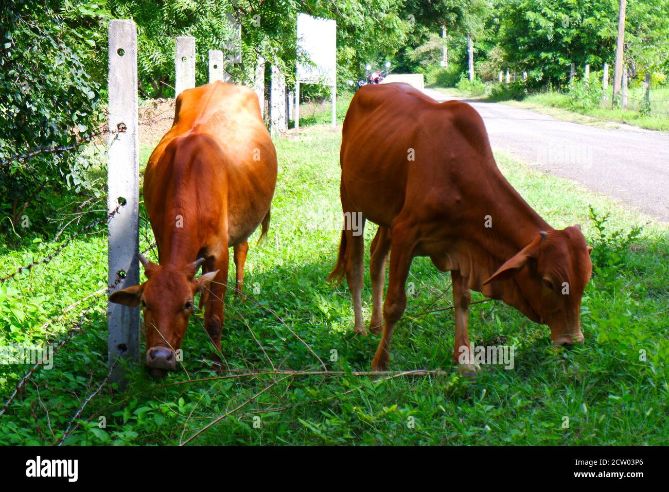 a Indian two red cows eating green grass in road side Stock Photo - Alamy