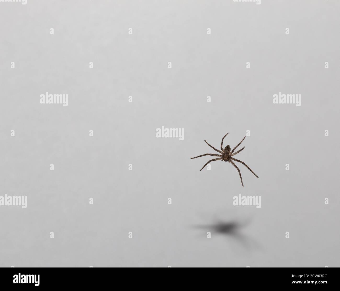 spider descending on a white background and casting a blurred shadow ...