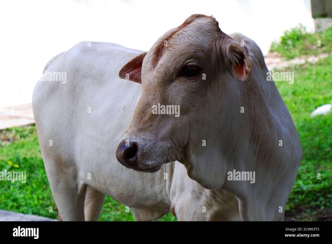 Bull Head Back High Resolution Stock Photography and Images - Alamy