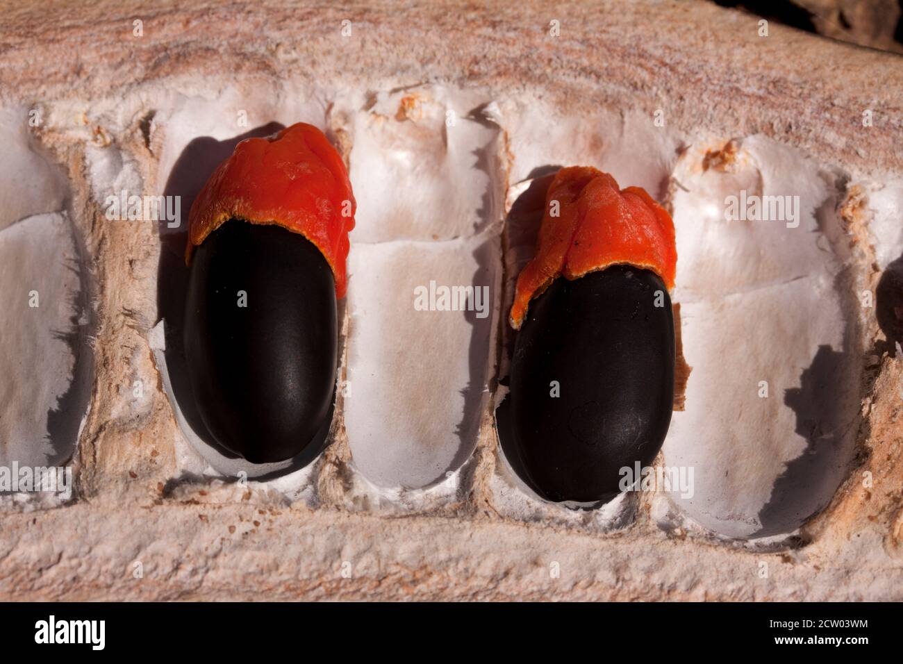 The seeds of the Pod Mahogany are often called 'lucky beans'. These ...