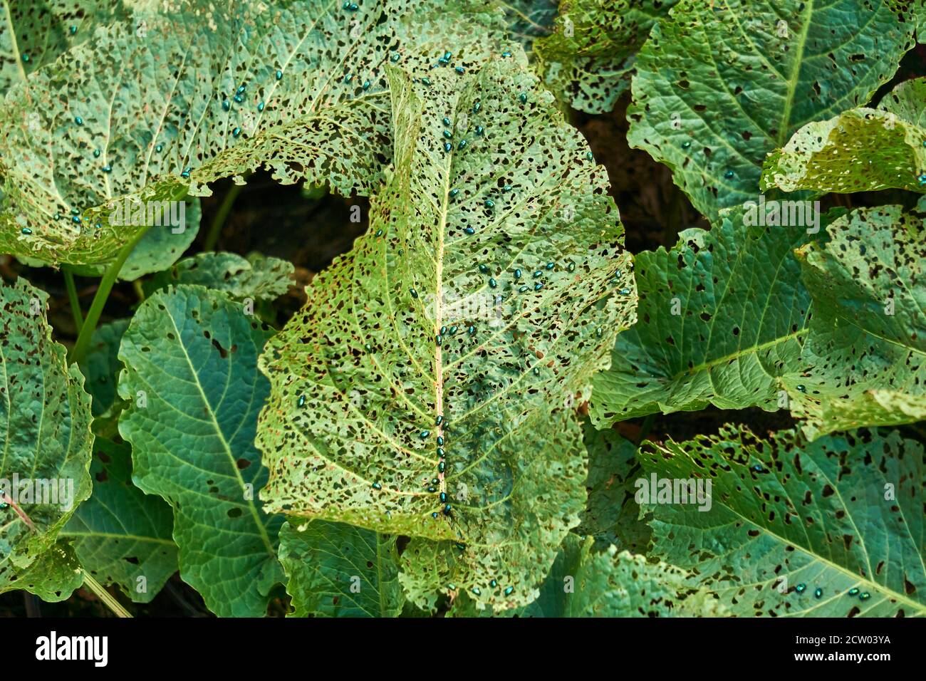 shiny green bugs pests flea beetles on plant leaves spoiled by them ...