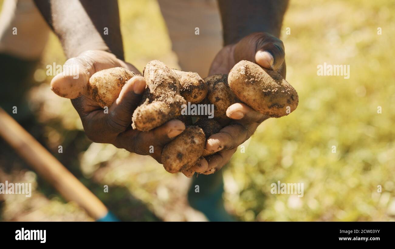 Black man harvesting potatoes hi-res stock photography and images - Alamy