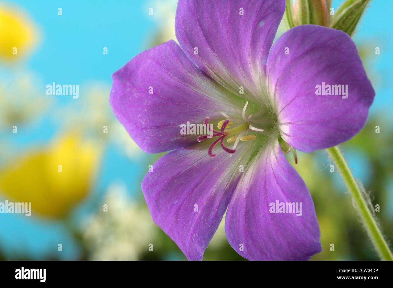 Purple Geranium, Summer Flowers Close Up Stock Photo - Alamy