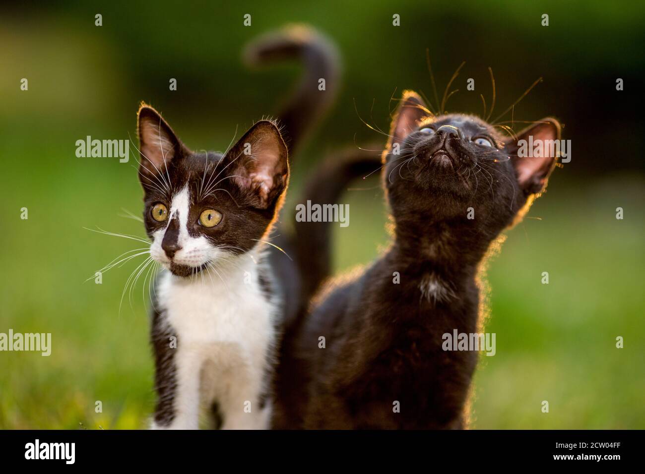 Close-up portrait of two kittens in the yard, domestic animals, pet ...