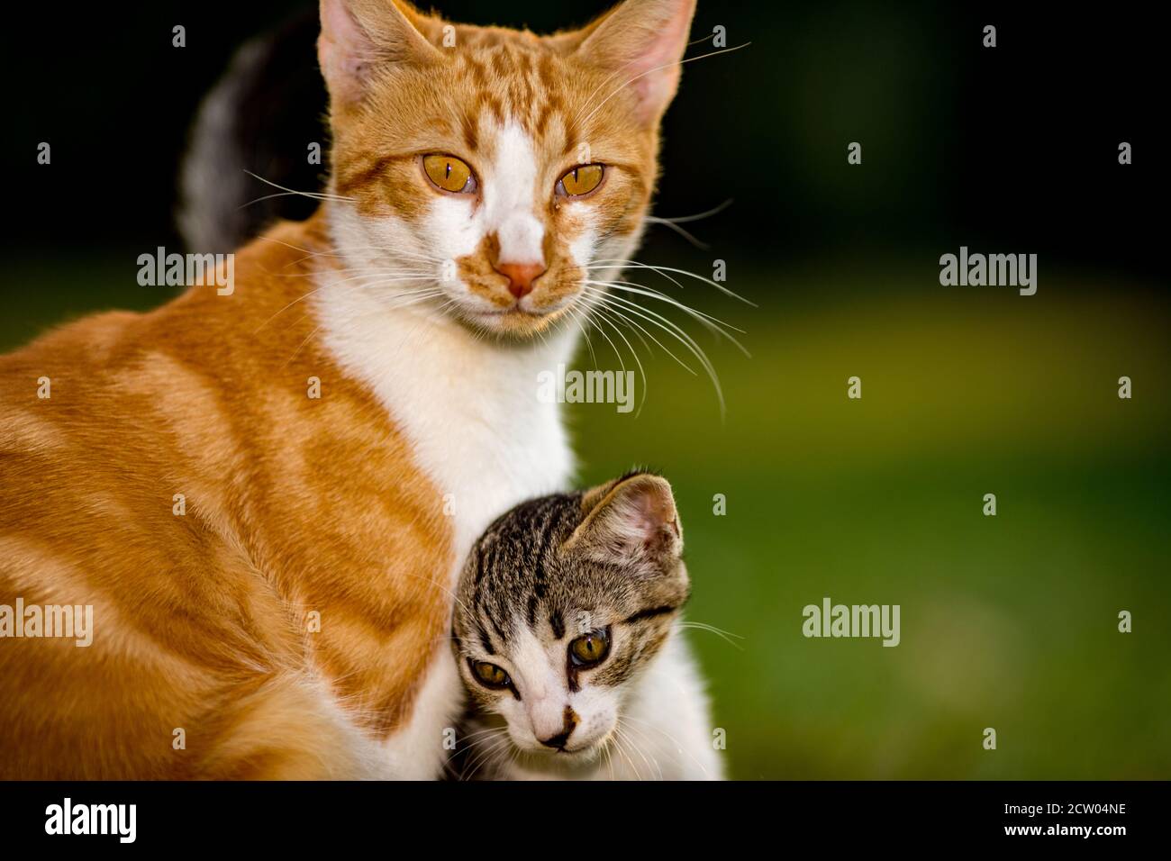 Close-up portrait of two cats in the yard, fondling father and daughter ...