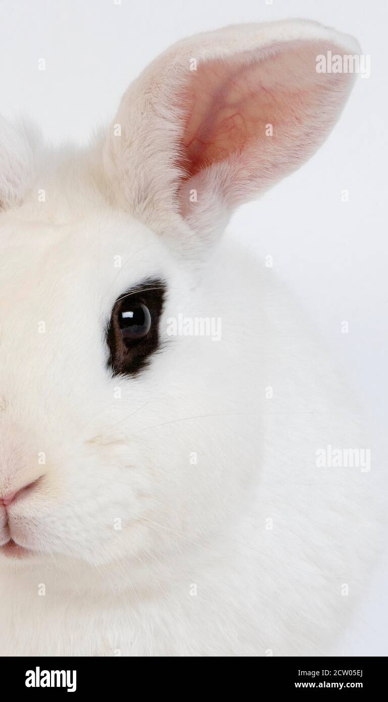 Hotot Rabbit against White Background, Breed from Normandy Stock Photo ...