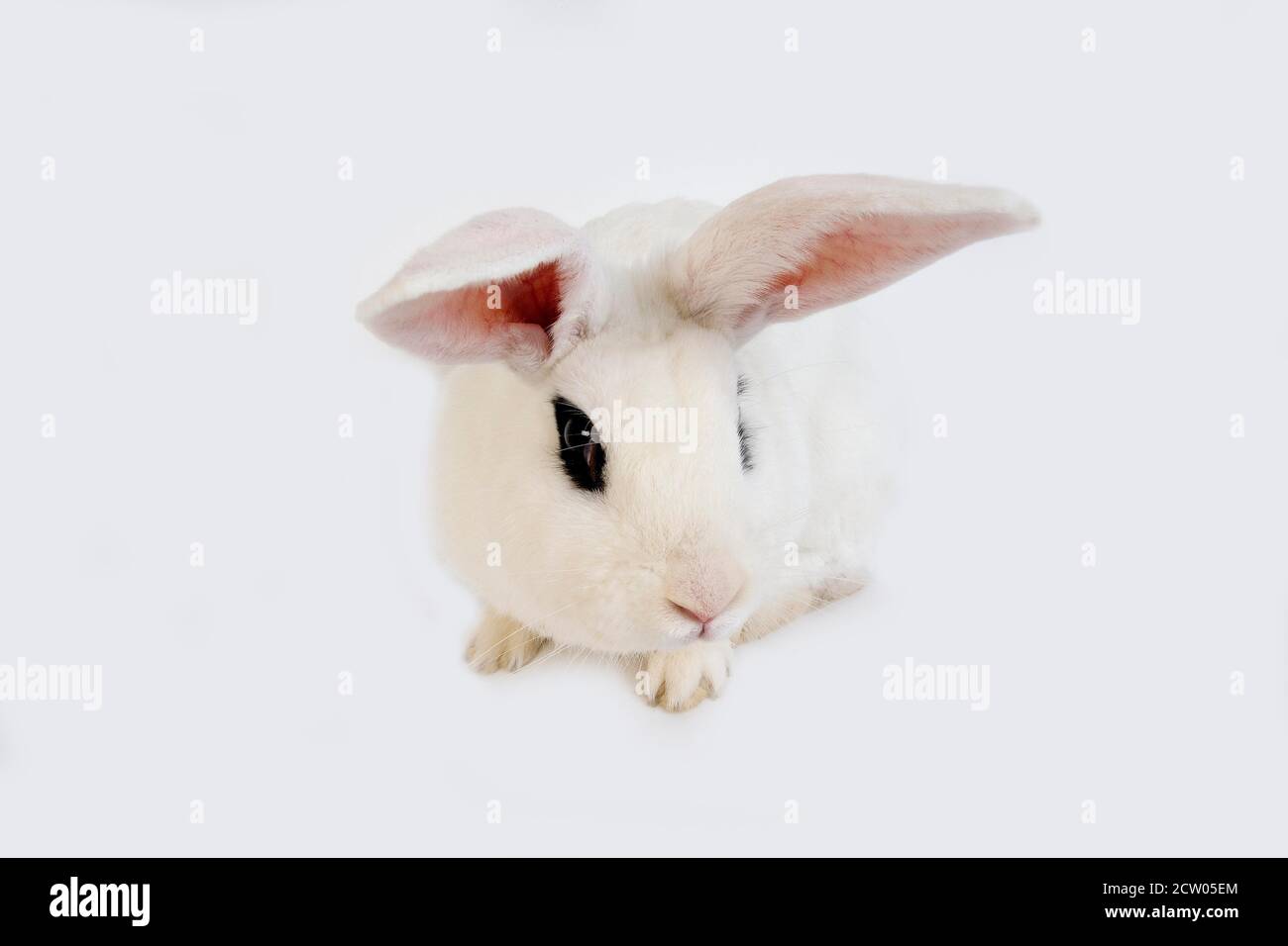 Hotot Rabbit against White Background, Breed from Normandy Stock Photo ...