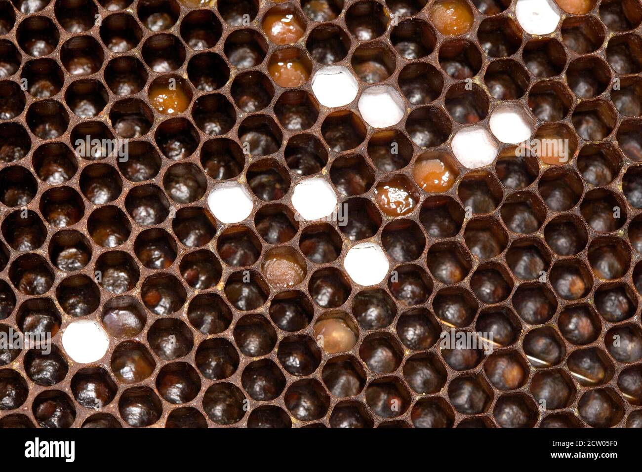 Honey Bee, apis mellifera, Comb with Honey inside, Bee Hive in Normandy ...