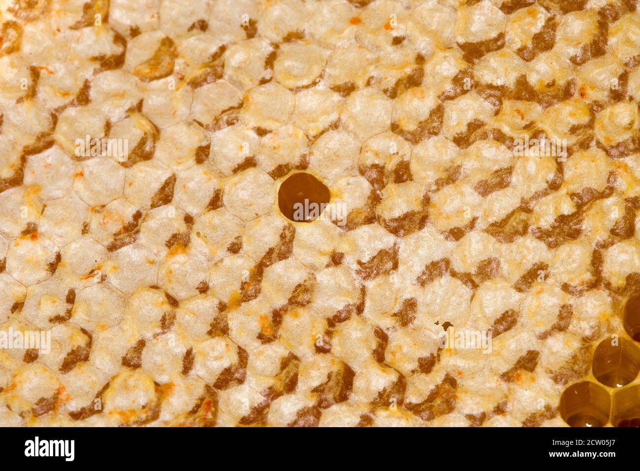 Honey Bee, apis mellifera, Bee Hive in NormandyHoney Bee, apis ...