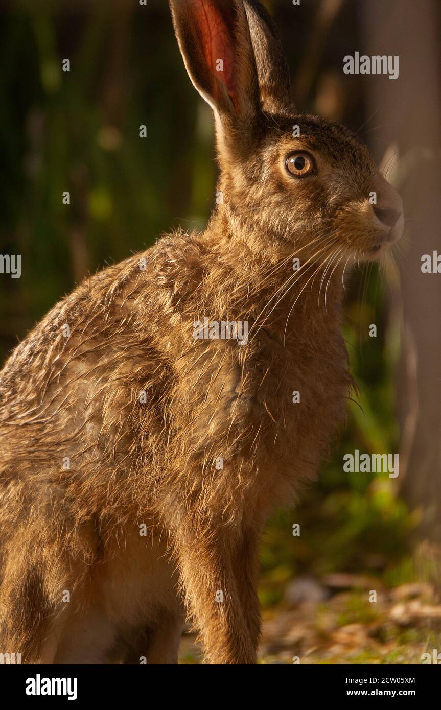 European hare great britain hi-res stock photography and images - Alamy