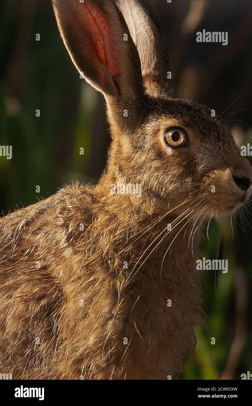 European hare great britain hi-res stock photography and images - Alamy