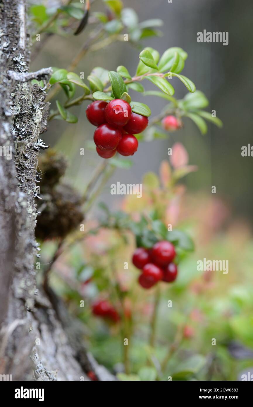 Wild Lingonberry (Vaccinium vitis-idaea) in autumn, close up Stock ...