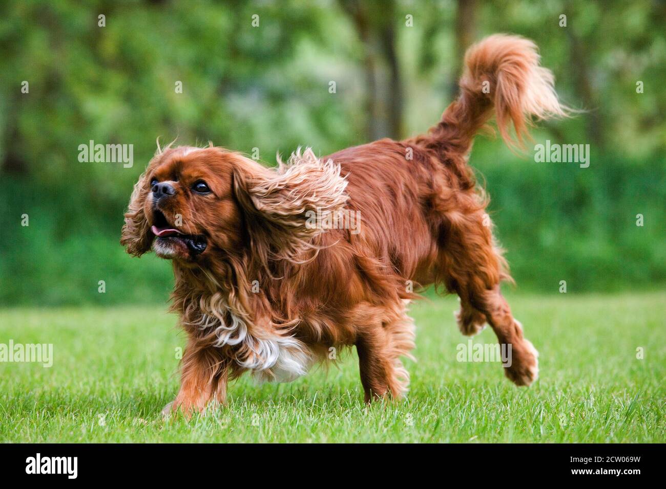Cavalier King Charles Spaniel, Male running on Lawn Stock Photo - Alamy