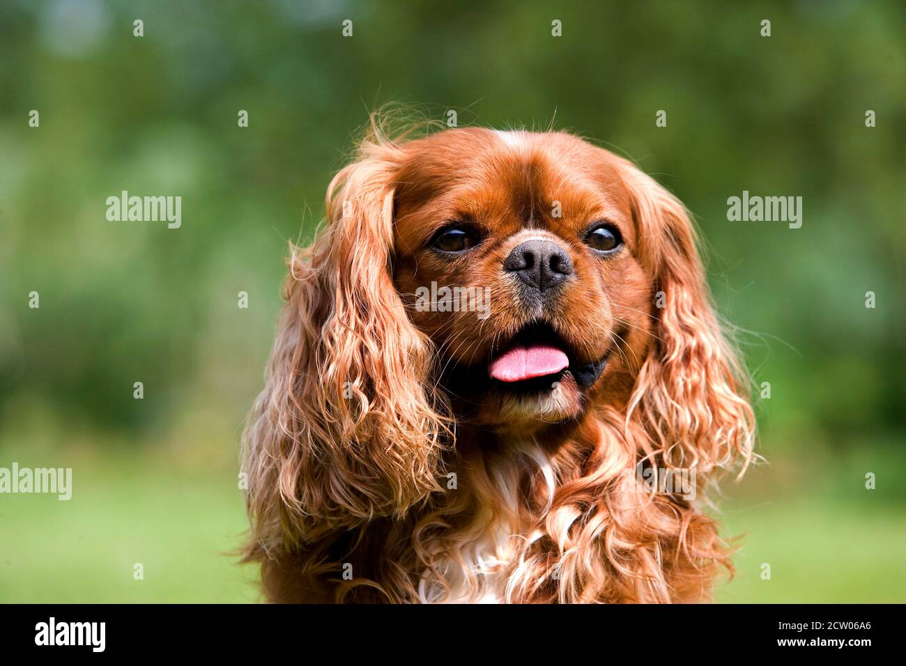 Cavalier King Charles Spaniel, Portrait of Male Stock Photo - Alamy