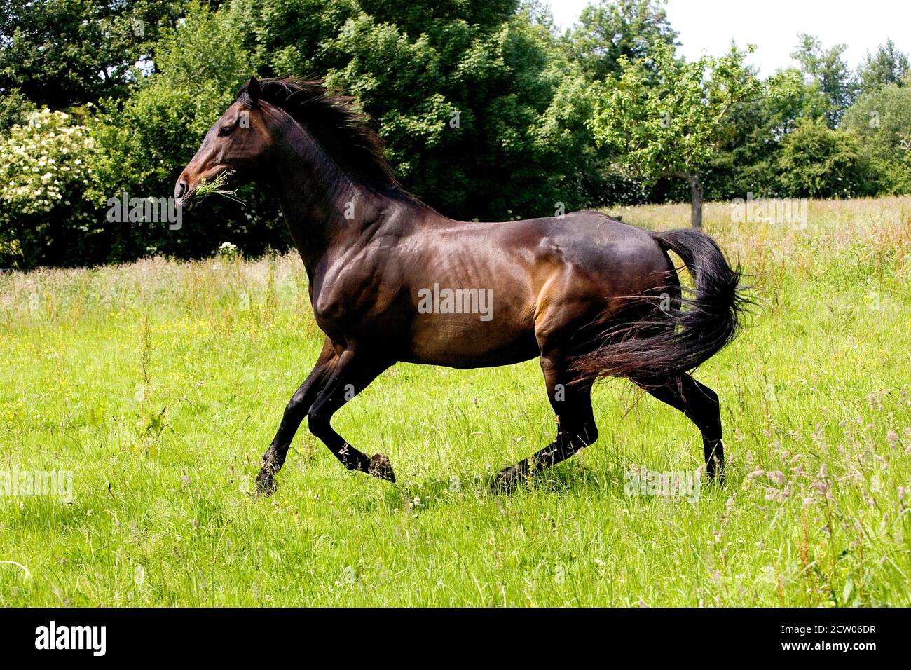 English Thoroughbred standing, Galloping through meadow Stock Photo - Alamy