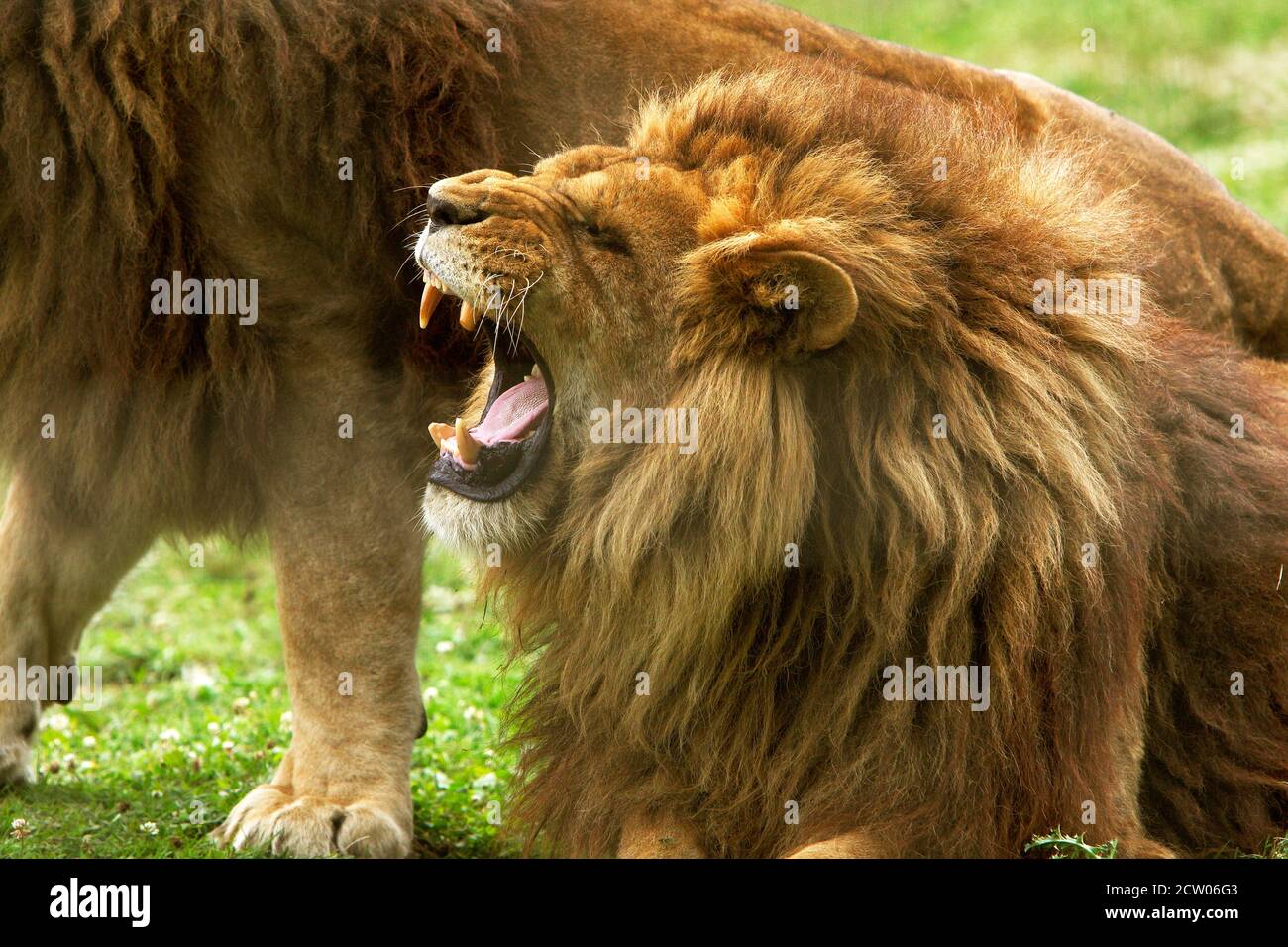 Katanga Lion or Southwest African Lion, panthera leo bleyenberghi, Male ...