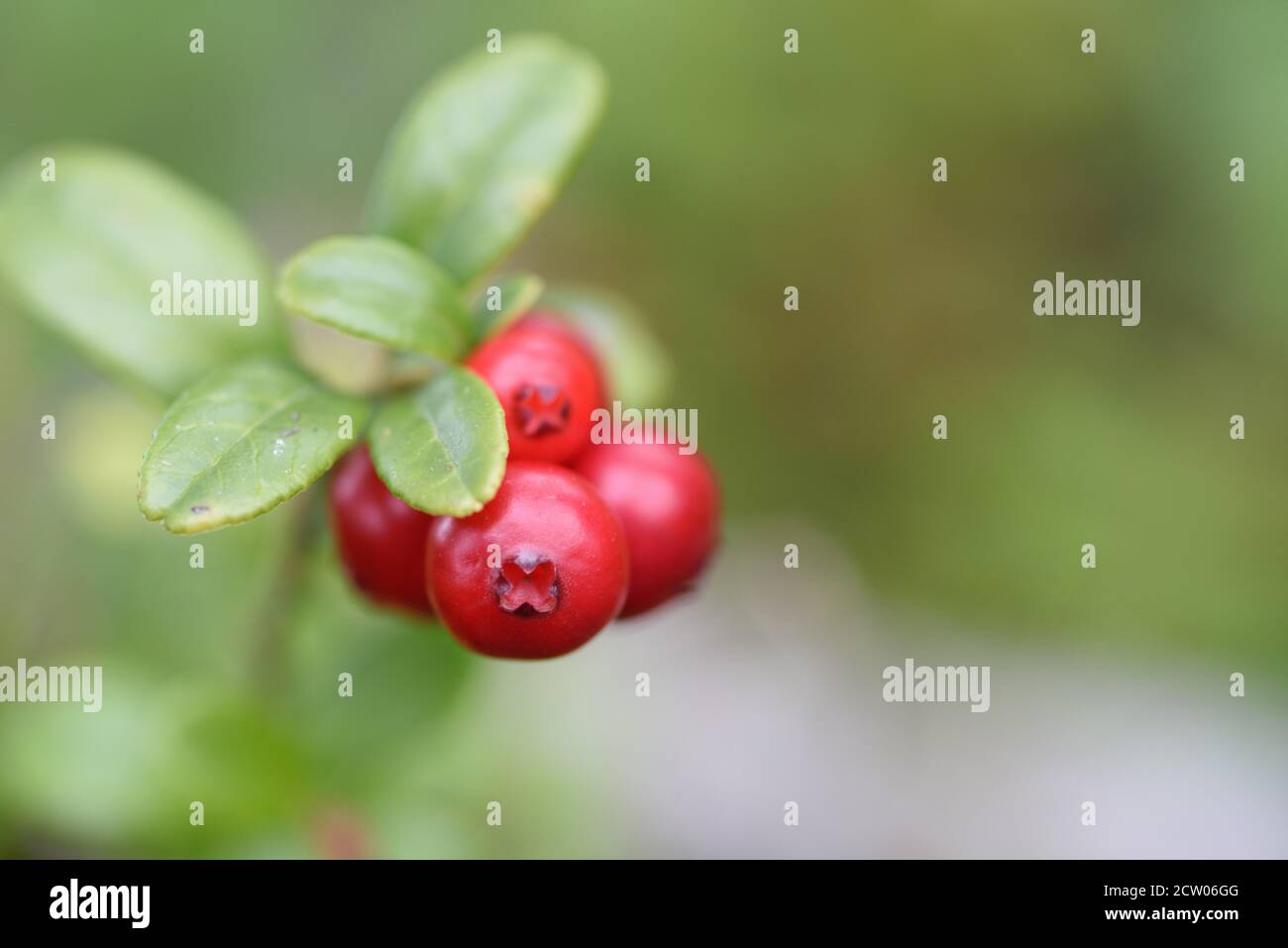 Wild Lingonberry (Vaccinium vitis-idaea) in autumn, close up Stock ...