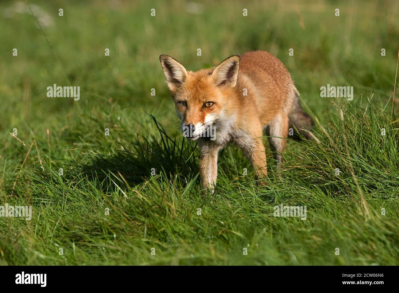 Red Fox, vulpes vulpes, Adult standing on Grass, Normandy Stock Photo - Alamy