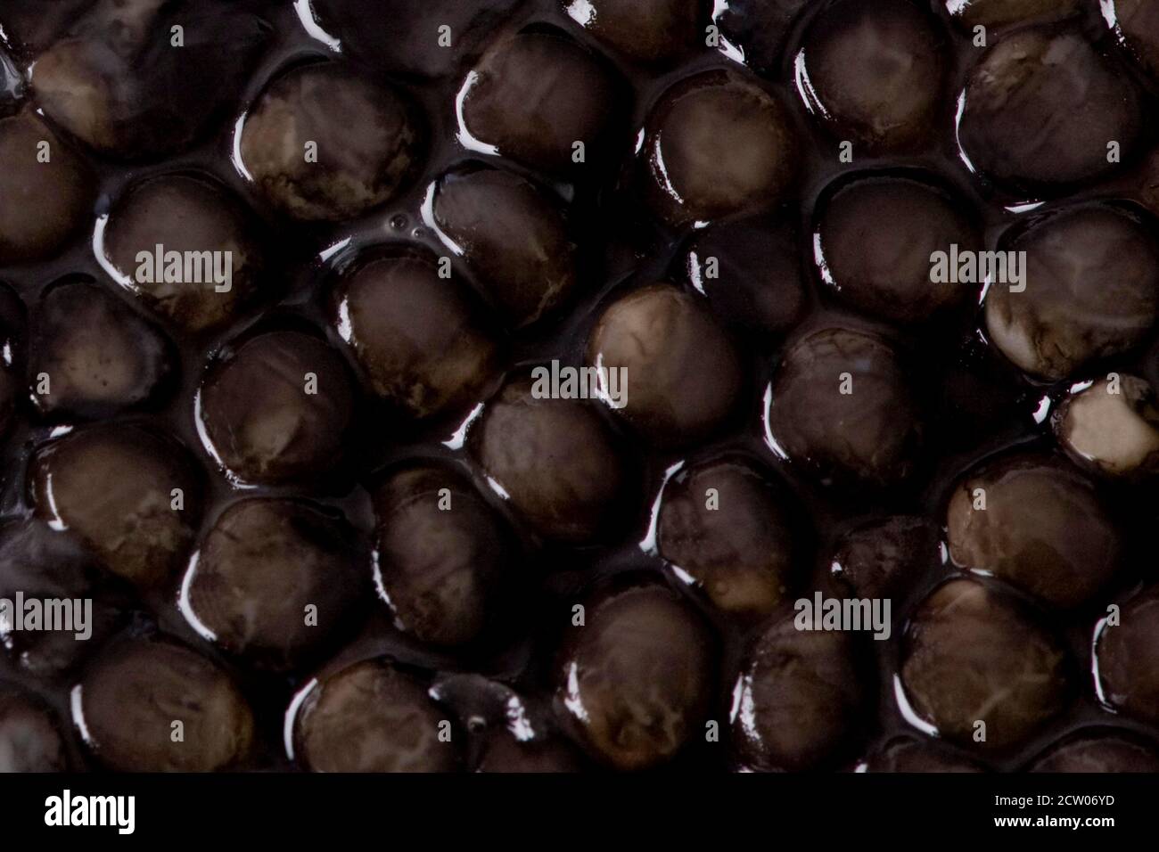 Acipenser sp hi-res stock photography and images - Alamy