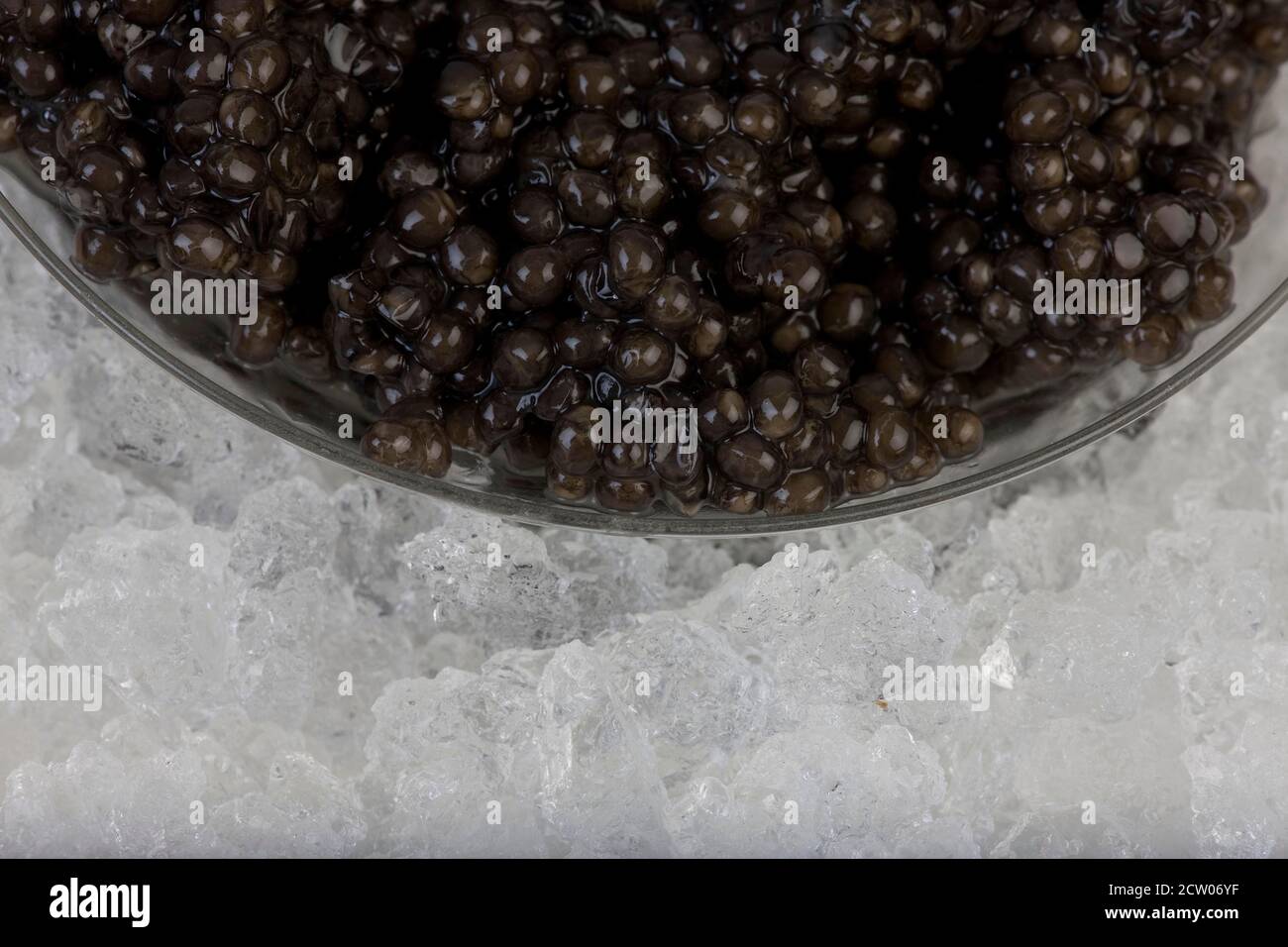 Acipenser sp hi-res stock photography and images - Alamy