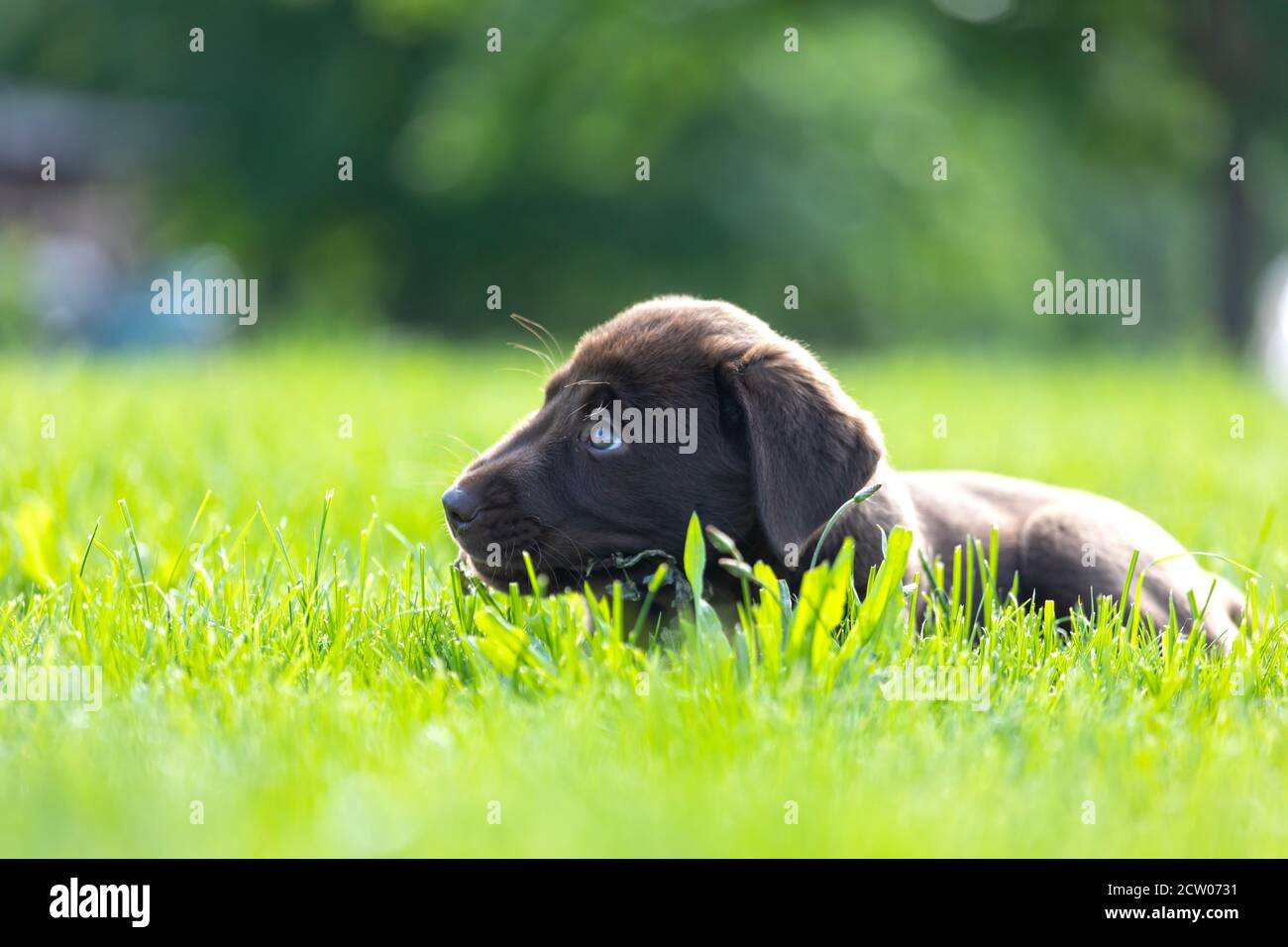 Playing in nature hi-res stock photography and images - Alamy