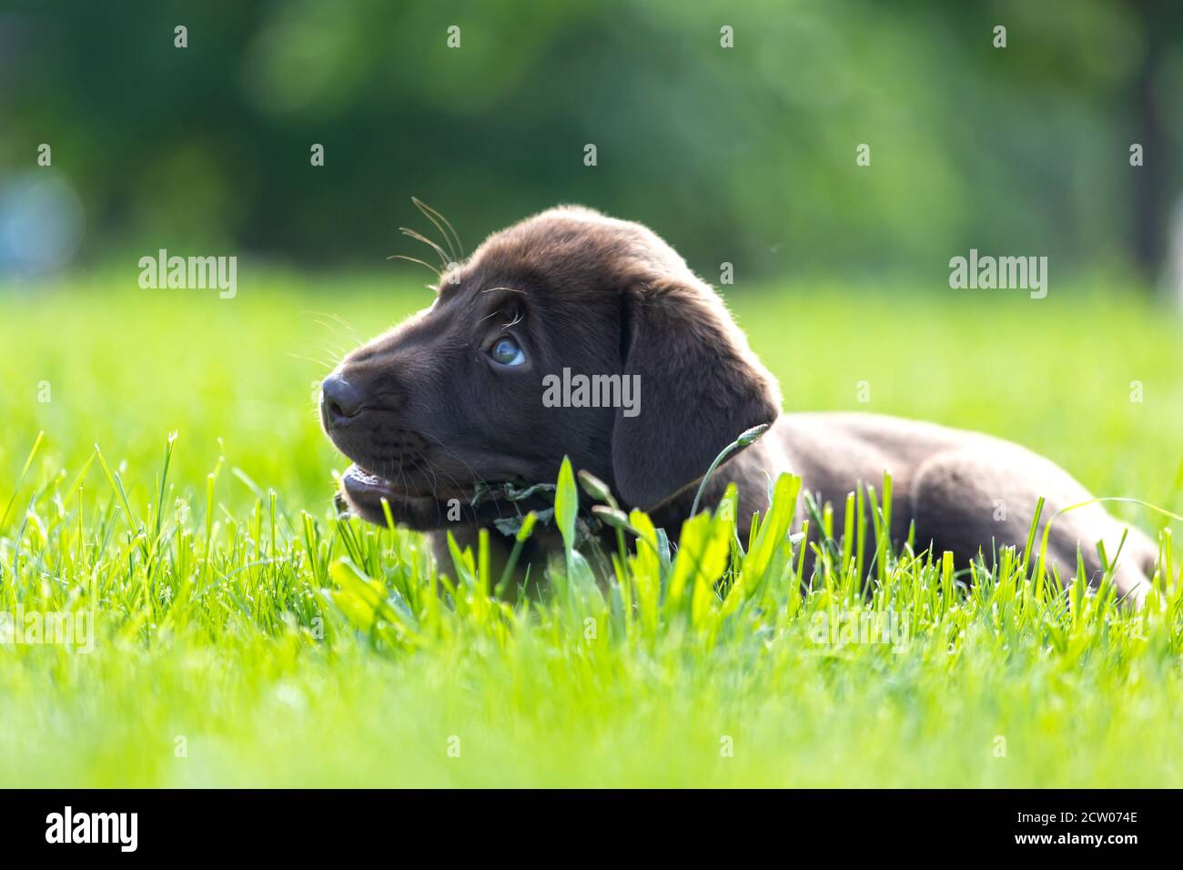 Little dog playing in nature Stock Photo - Alamy