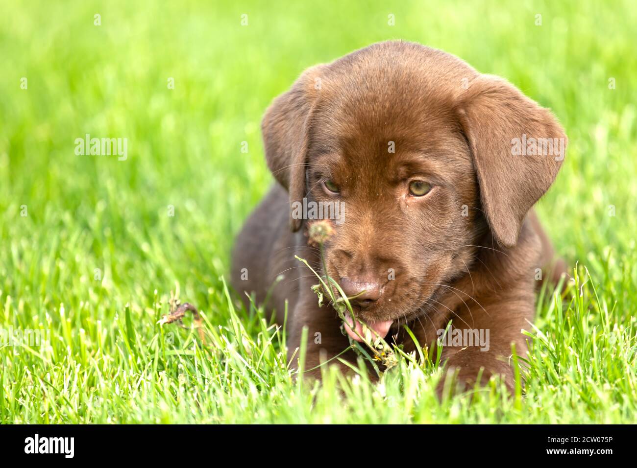 Little dog playing in nature Stock Photo - Alamy