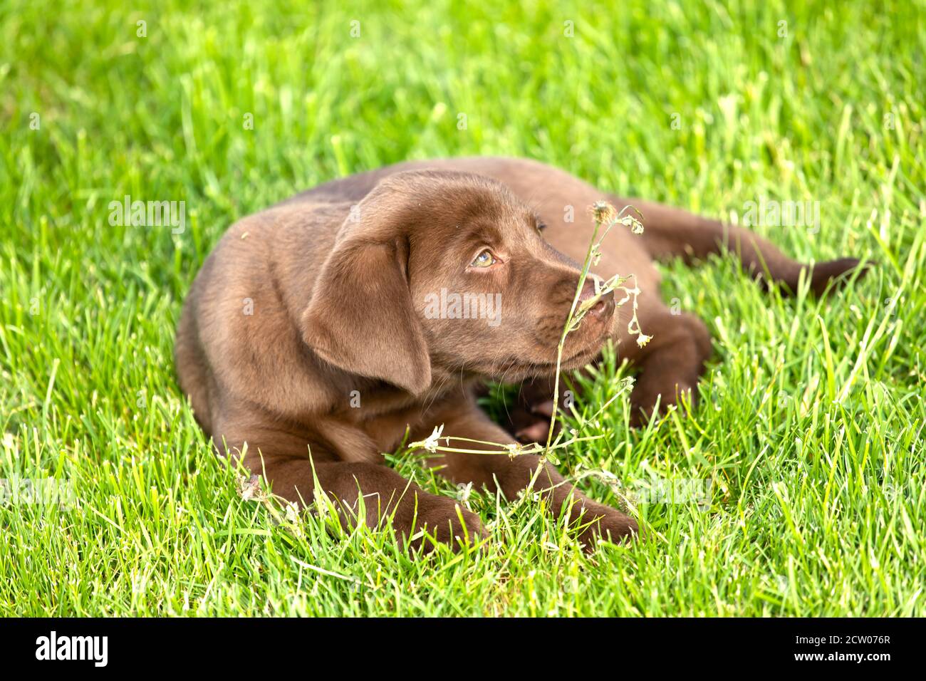 Little dog playing in nature Stock Photo - Alamy