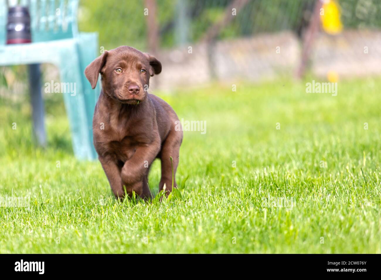 Little dog playing in nature Stock Photo - Alamy
